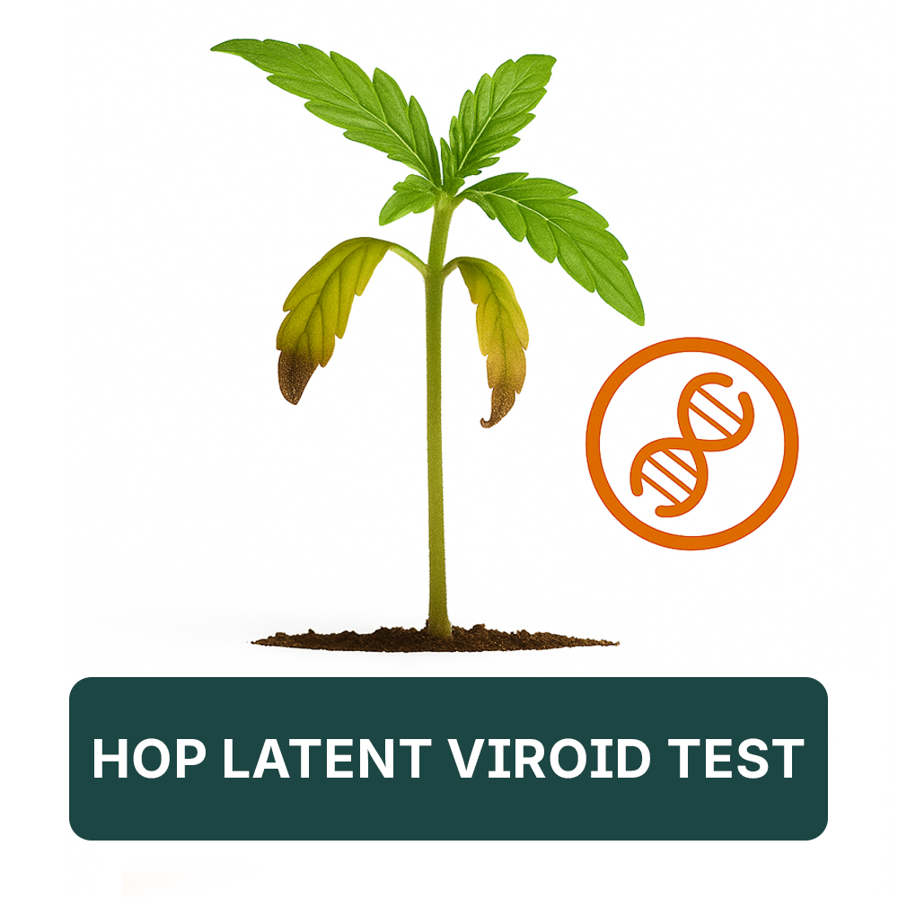 Arvum Hop Latent Viroid Test for Controlled Environments